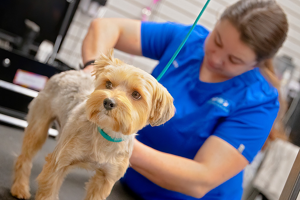 Pet Lodge, Daycare/Enrichment and Grooming – Imperial Animal Hospital ...