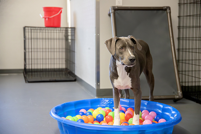 Pet Lodge, Daycare/Enrichment and Grooming – Imperial Animal Hospital ...